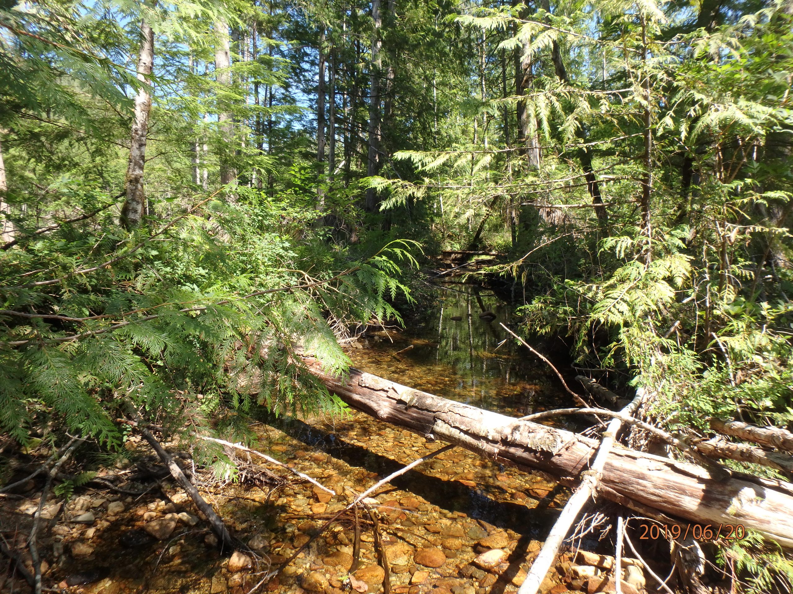 Compliance Decisions Update - Managed Forest Council