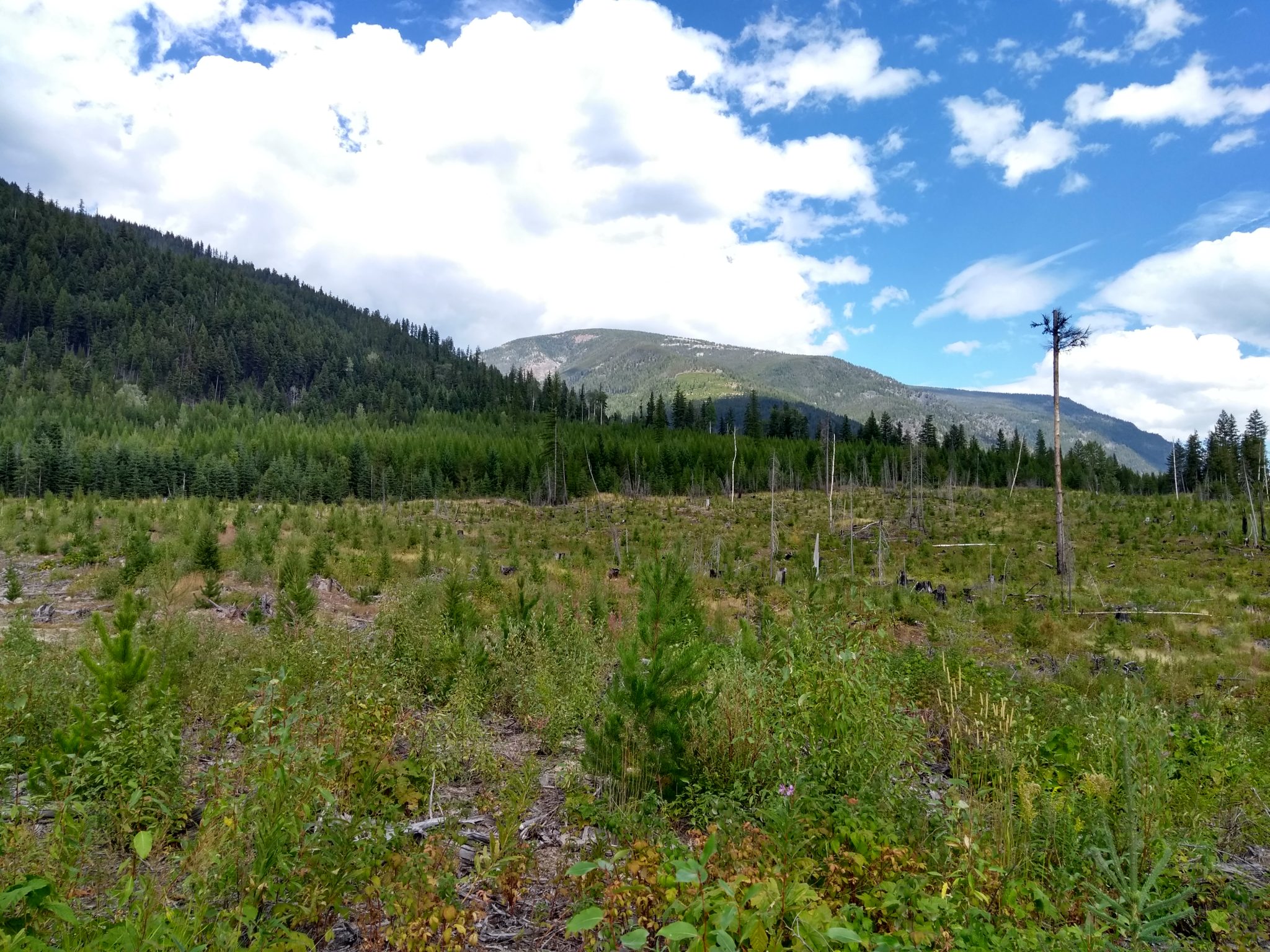 MFC 2020-2021 Annual Report - Managed Forest Council
