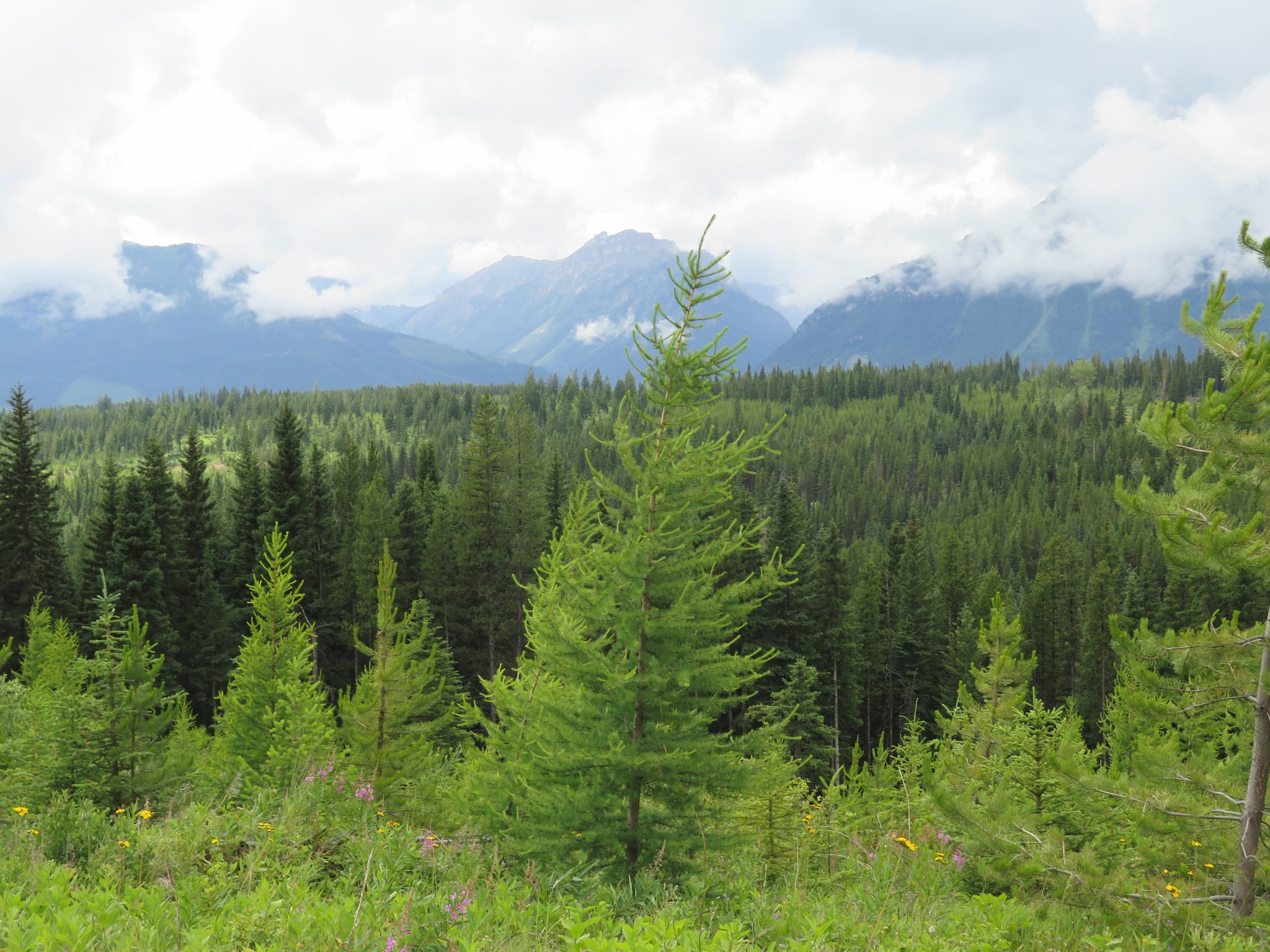 Home - Managed Forest Council