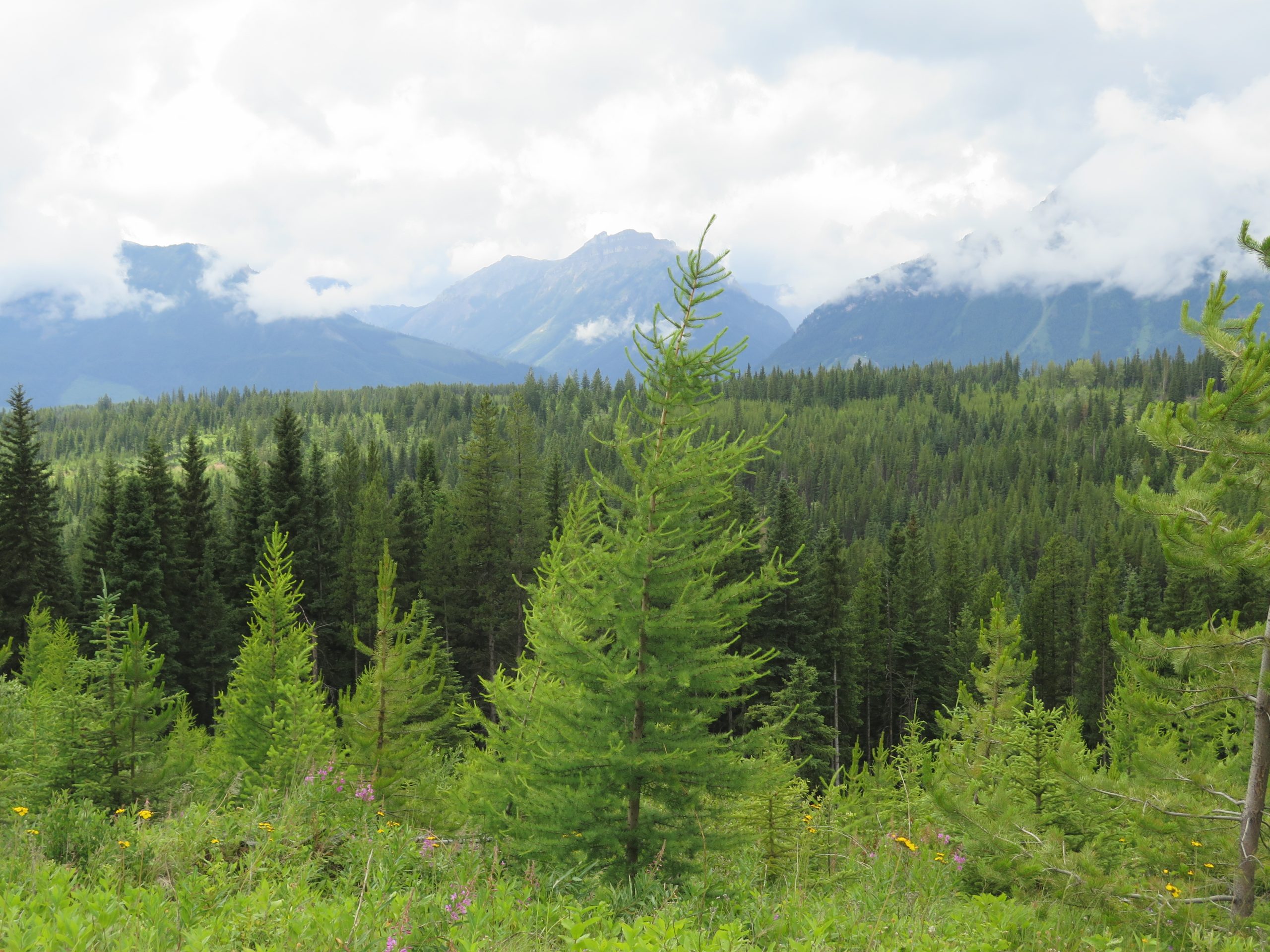 Compliance Decisions Update - Managed Forest Council