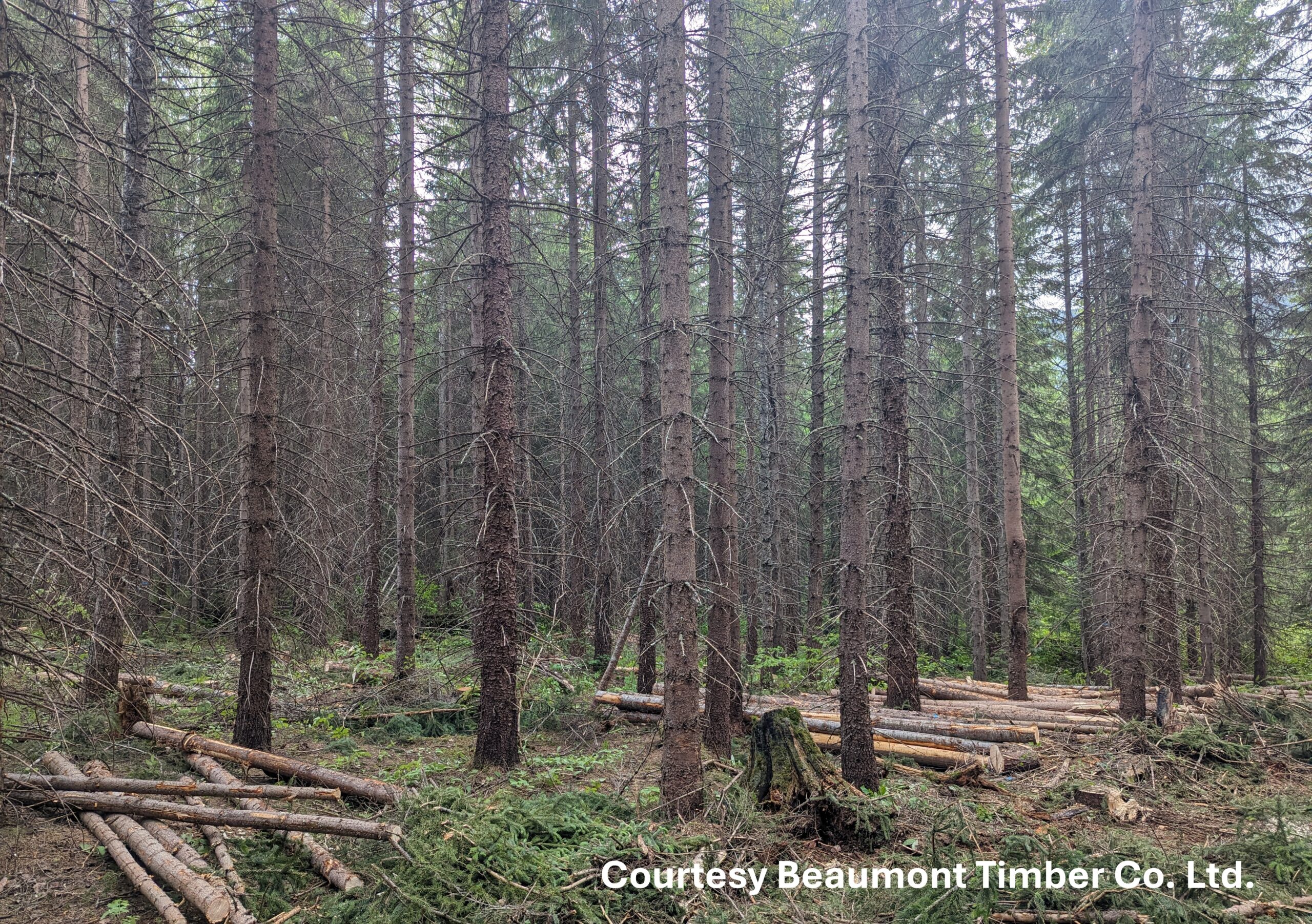 Commercial Thinning - Retention & Reforestation - Managed Forest Council