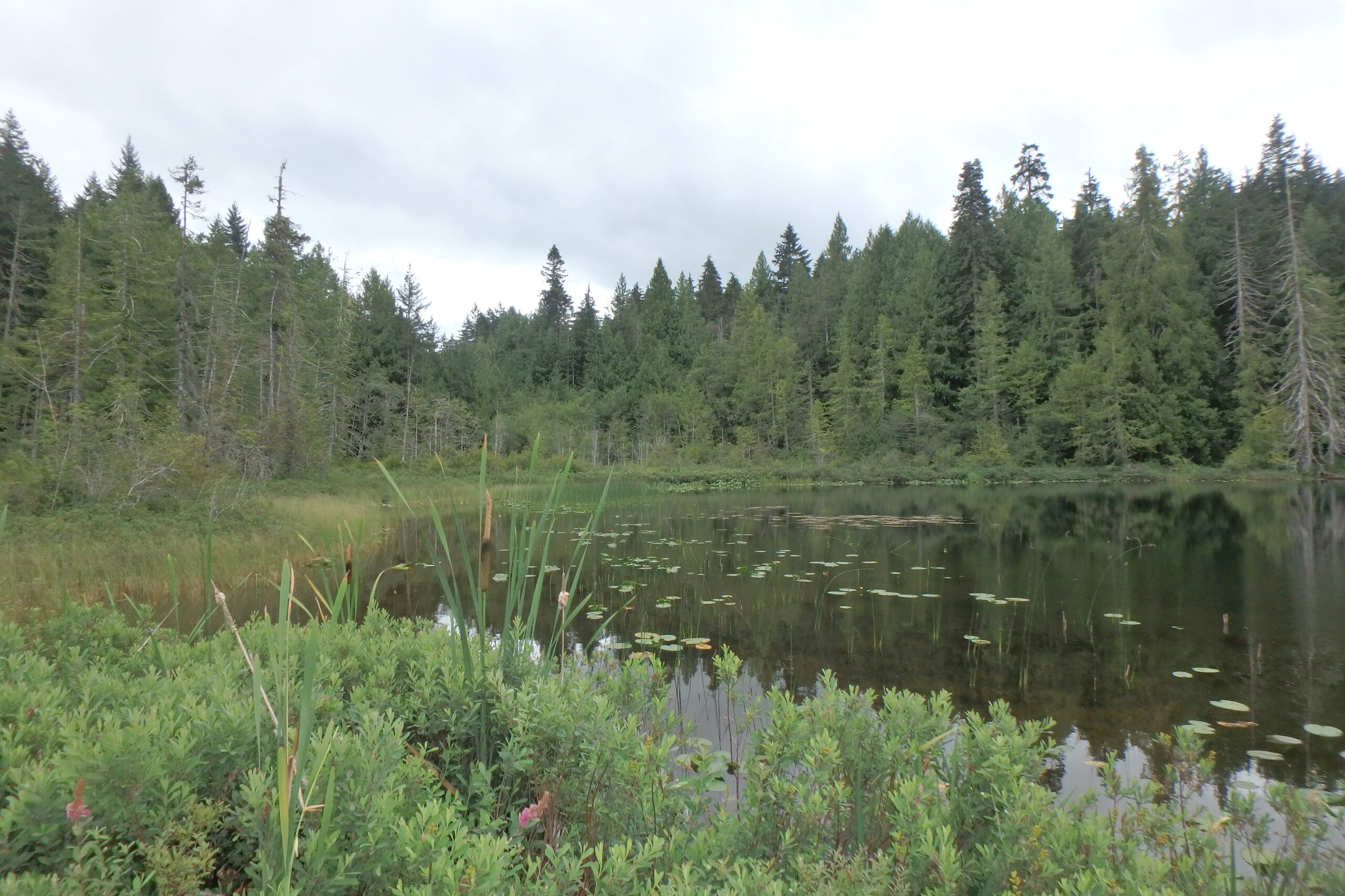 Announcement: New Executive Director - Managed Forest Council
